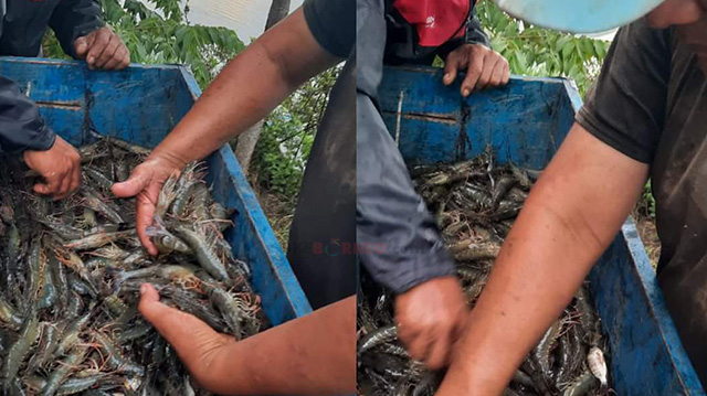 Budidaya Udang Windu, Masyarakat Desa Sepatin Bisa Dapat Untung Puluhan ...